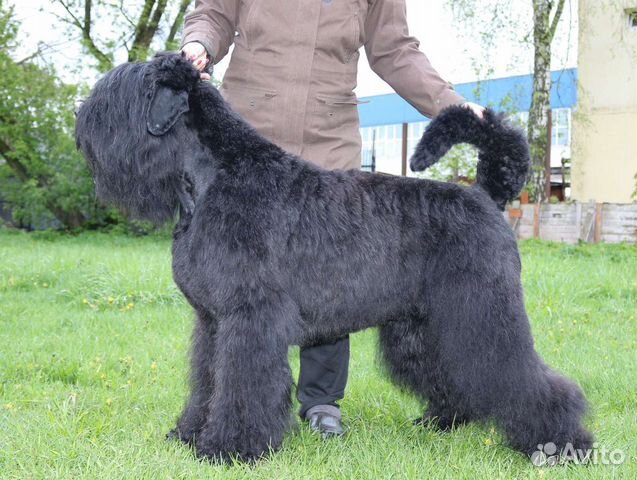 Детки Русского черного терьера