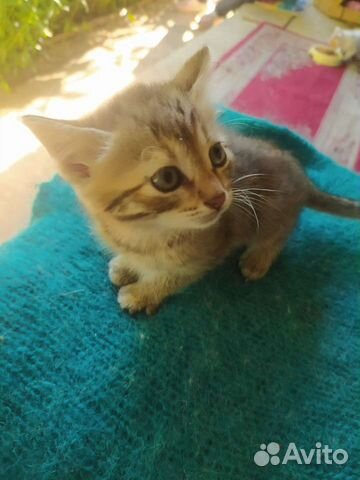 Котёнок в дар