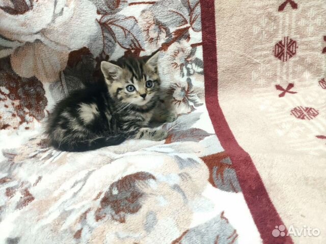 Отдаю в добрые руки котенка
