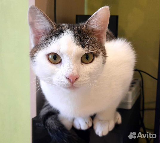 Отдам забавного кота в хорошие руки