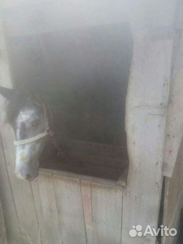 Продам лошадь