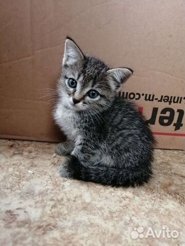 Котята в добрые руки бесплатно