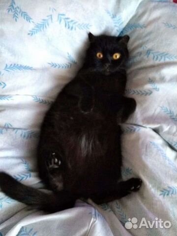 Багира отдам в добрые руки. Доставка