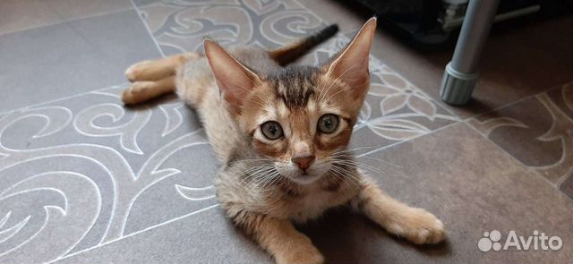 Бенгало-Абиссины/ Абиссино-Бенгалы.Абиссинские