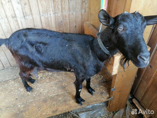 Коза дойная и молодая козочка