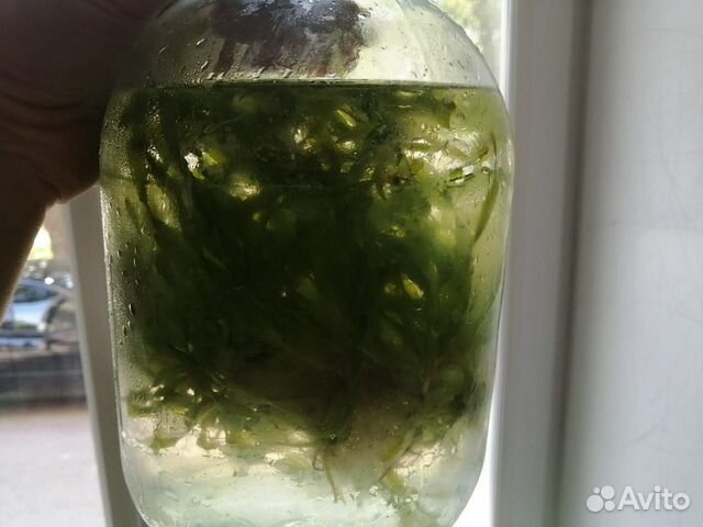 Растения (Валлиснерия и наяз)