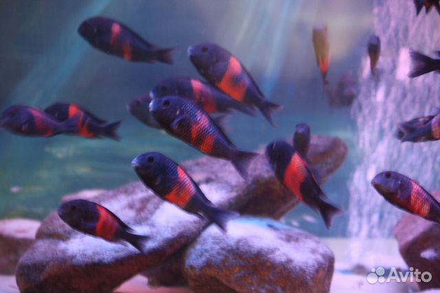 Трофеус Бемба F-2