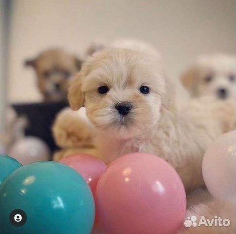 Кремовые пупсики мальтипу