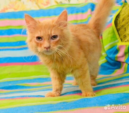 Джем -пушистое чудо ищет маму и папу