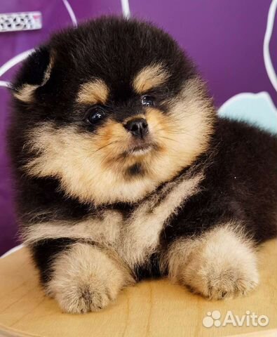 Породистые щенки померанского шпица