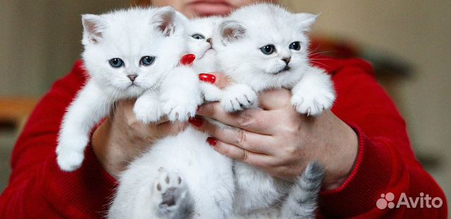 Котята британские