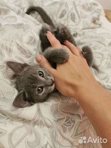 Котята русская голубая