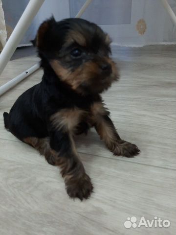 Йоркширский терьер