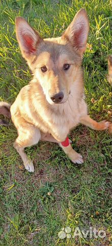 Собака 7 месяцев девочка, полулайка