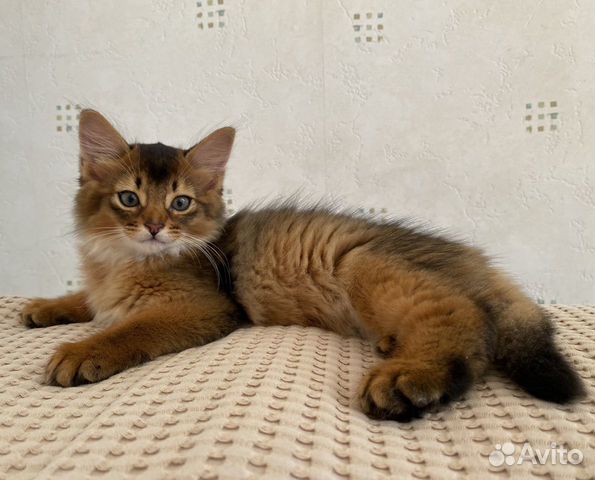 Сомалийская