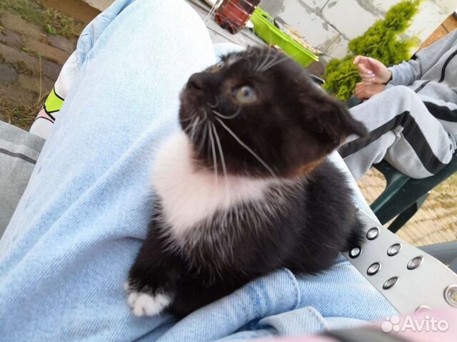 Кнопочка малышка вислоухая метисочка