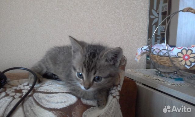 Отдам в добрые руки котят 1,5 мес. Самара