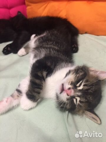 Котята добрым людям