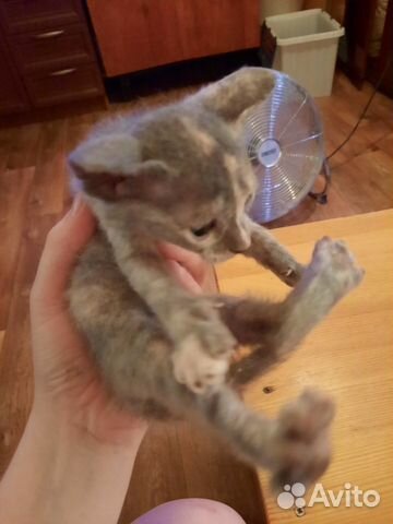 Кошка сфинкс