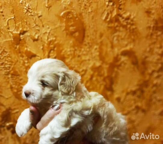 Красавчик мальчик мальтипу