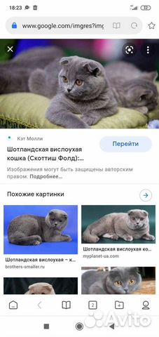Кошка в дар