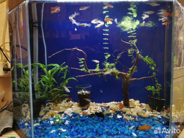 Аквариумные рыбки гуппи