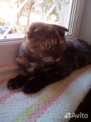 Найдена вислоухая Кошечка