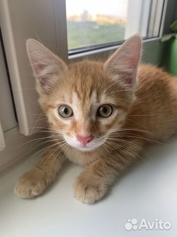 Котята в добрые и любящие руки