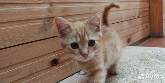 Котята в добрые руки, в дар