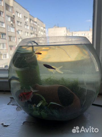 Аквариум круглый