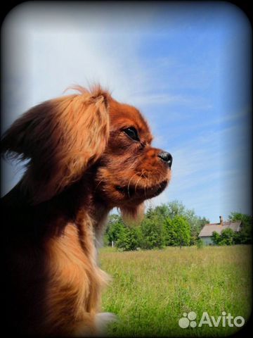 Взрослый щенок Кинг Чарльз Спаниель