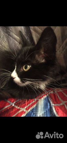 Котëнок(отдам в добрые руки)