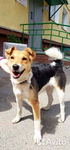 Активная небольшая собачка