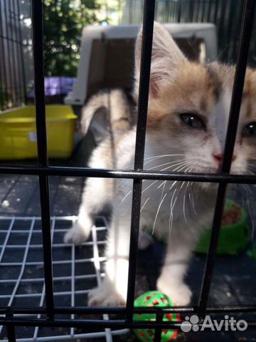 Трехцветный котенок мальчик
