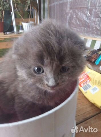 Котик