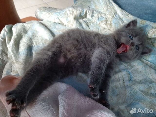 Кошки в добрые руки бесплатно