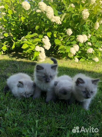 Котята Невские маскарадные