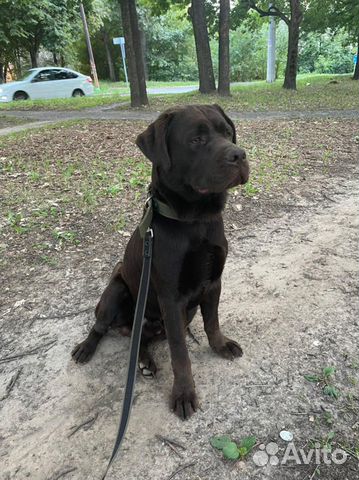 Найдена собака