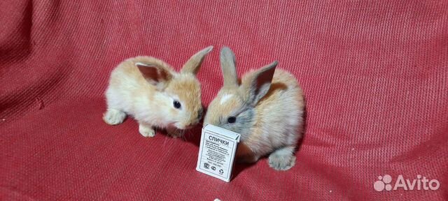 Крольчата карликовые