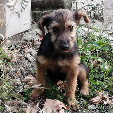 Щенок, бородатик