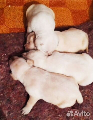 Щенки лабрадора