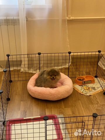 Щенок-девочка померанец мини