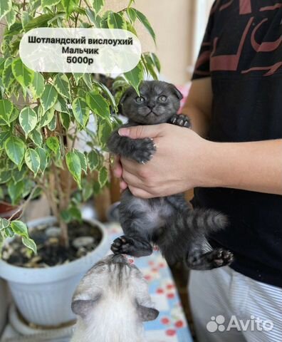 Британские вислоухие котята