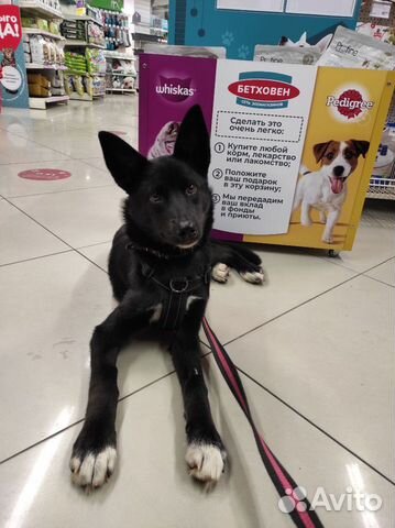 Щенок Девочка в добрые руки в дар