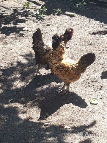 Куры павловские