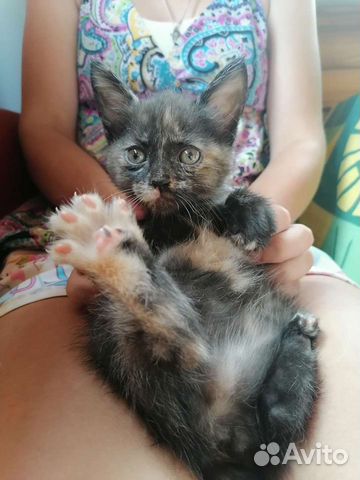Котенок Черепашка в добрые руки