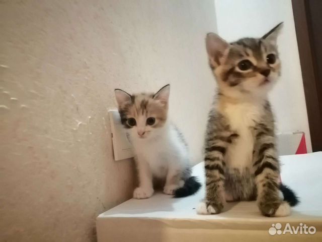 Трехцветные котята девочки