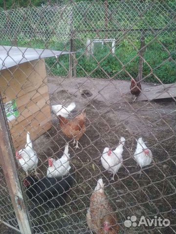 Куры несушки