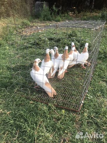 Бакинские Широкохвостые