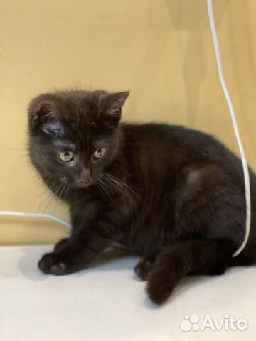 Котёнок Смурфик 3 мес